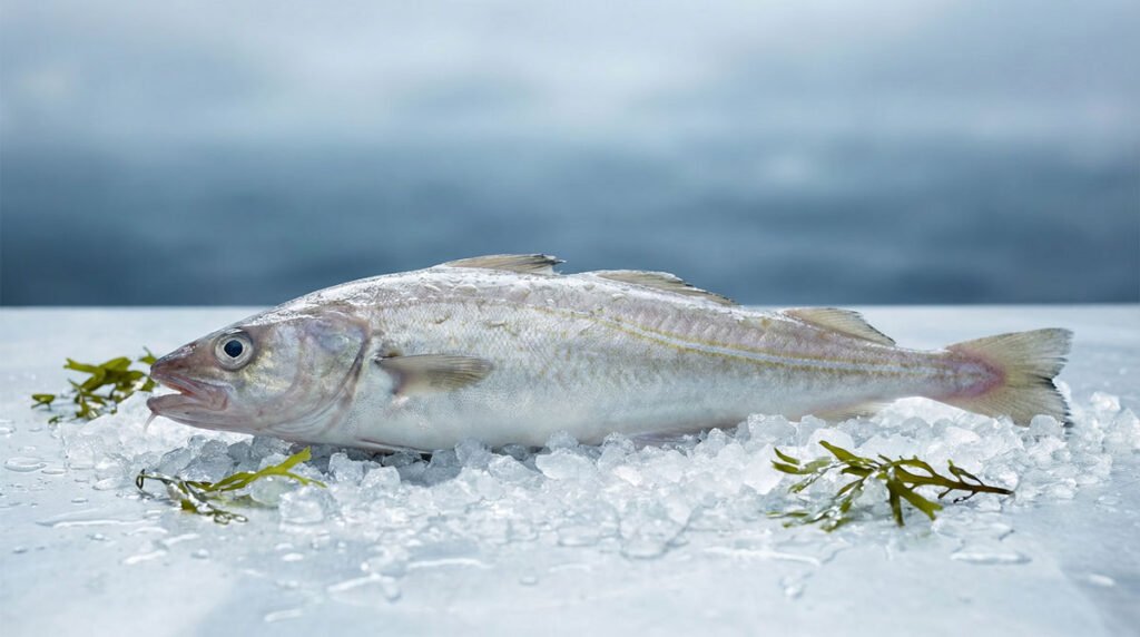 Alaskan Seiti: The Complete Guide to This Nutritious Fish - Parties365 ...